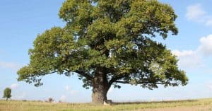 Oak Tree vs Maple Tree: Pros and Cons - craftingwithconcrete.com