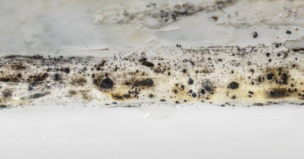 Does Salt Kill Mold? Discover the Truth - craftingwithconcrete.com