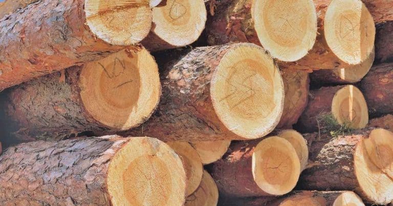 Pine Wood Uses in Construction Explained - craftingwithconcrete.com