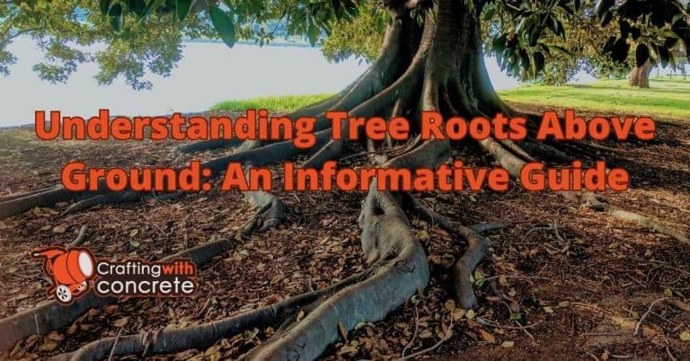 Managing Tree Roots Above Ground - craftingwithconcrete.com