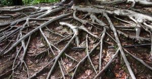 Managing Tree Roots Above Ground - craftingwithconcrete.com
