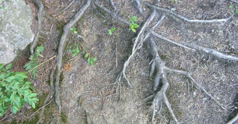 Managing Tree Roots Above Ground - craftingwithconcrete.com