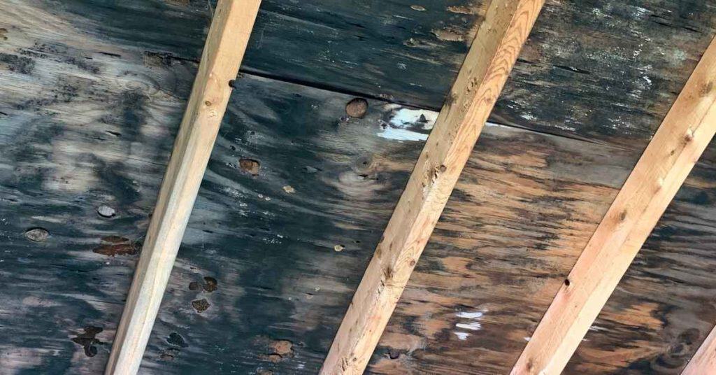 Identifying Black Mold on Wood Surfaces - craftingwithconcrete.com