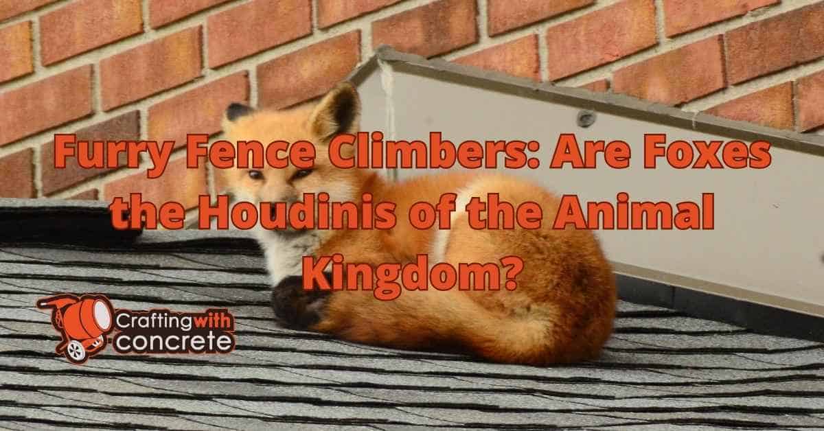 Can Foxes Climb Fences? - Unveiling Fox Behavior - craftingwithconcrete.com