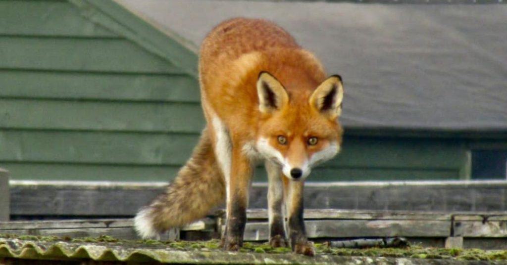 Can Foxes Climb Fences? - Unveiling Fox Behavior - craftingwithconcrete.com