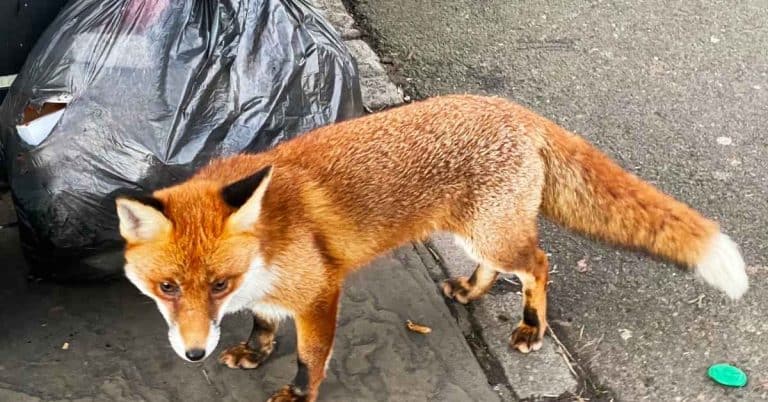 Can Foxes Climb Fences? - Unveiling Fox Behavior - craftingwithconcrete.com