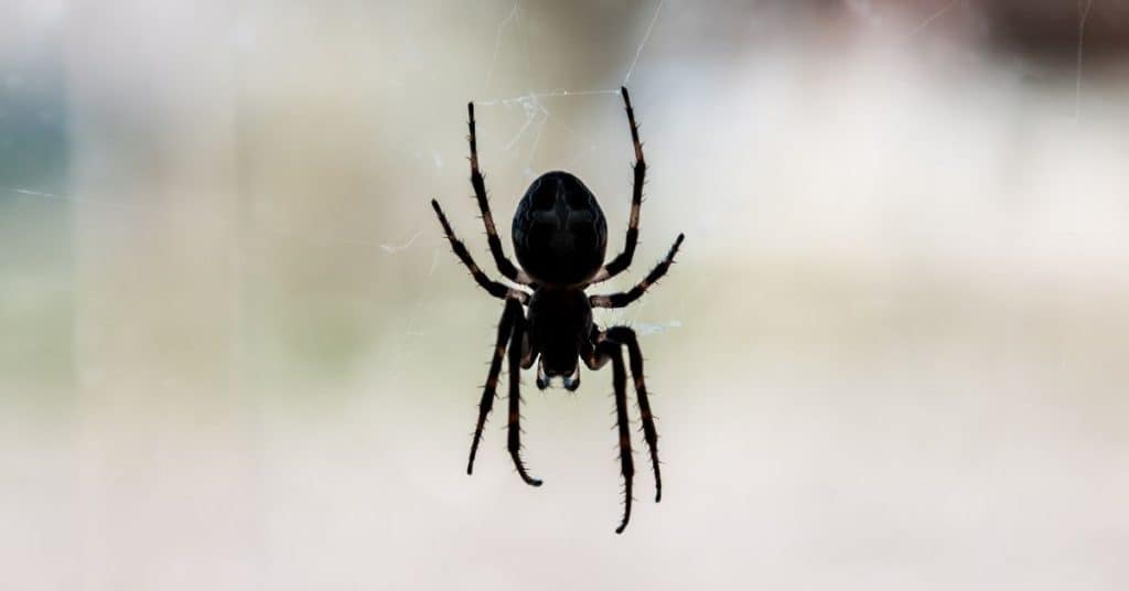 How Spiders Enter Your Home: Top Entry Points - craftingwithconcrete.com
