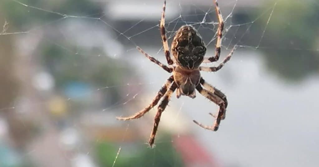 How Spiders Enter Your Home: Top Entry Points - craftingwithconcrete.com