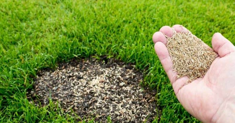 Overseed Lawn Without Aerating: Step-by-Step Guide - craftingwithconcrete.com