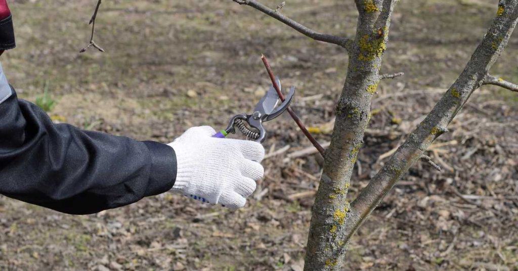 Grow a Tree from a Branch: Step-by-Step Guide - craftingwithconcrete.com