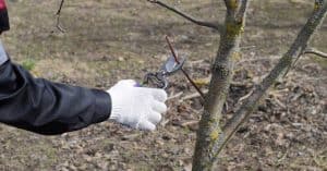 Grow a Tree from a Branch: Step-by-Step Guide - craftingwithconcrete.com