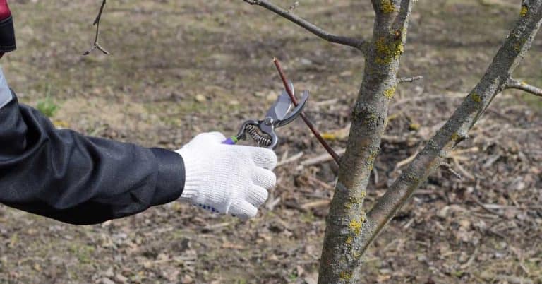 Grow a Tree from a Branch: Step-by-Step Guide - craftingwithconcrete.com