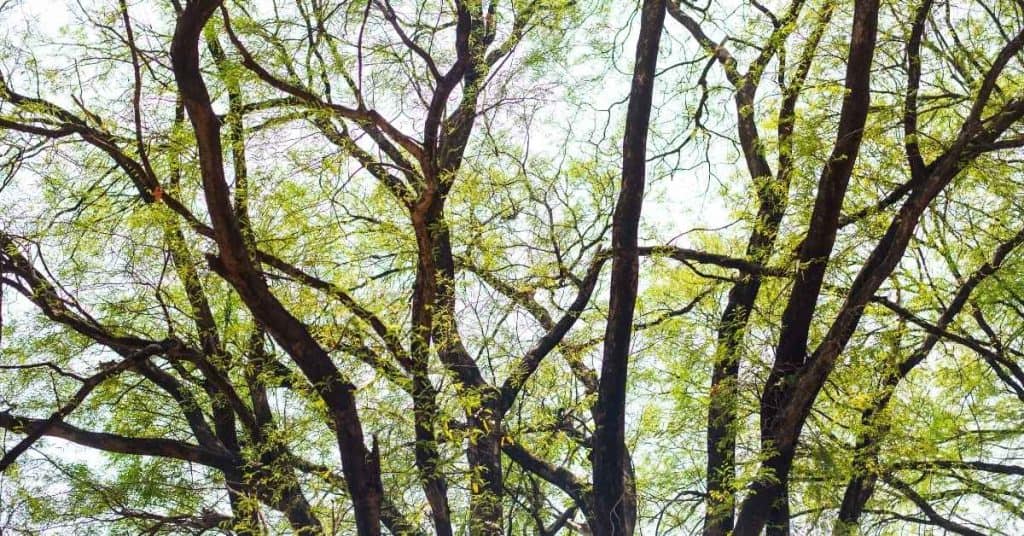 Grow a Tree from a Branch: Step-by-Step Guide - craftingwithconcrete.com