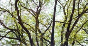 Grow a Tree from a Branch: Step-by-Step Guide - craftingwithconcrete.com