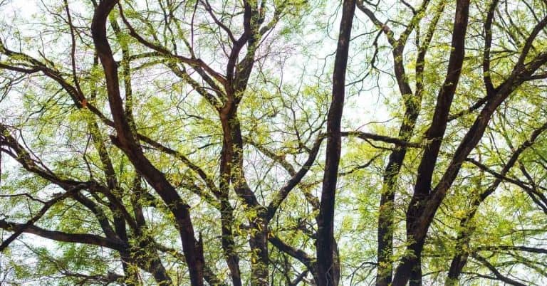 Grow a Tree from a Branch: Step-by-Step Guide - craftingwithconcrete.com