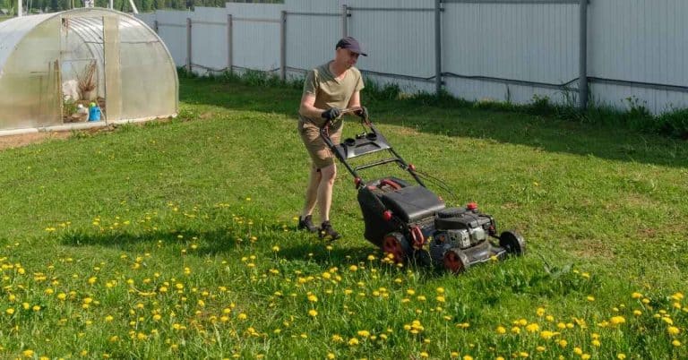 Solutions for Grass Blades Turning Yellow | Lawn Care Tips ...