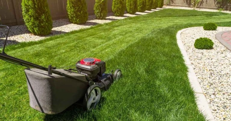 Solutions for Grass Blades Turning Yellow | Lawn Care Tips ...