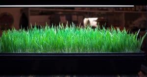 Optimal Grass Germination Temperature Guide - craftingwithconcrete.com