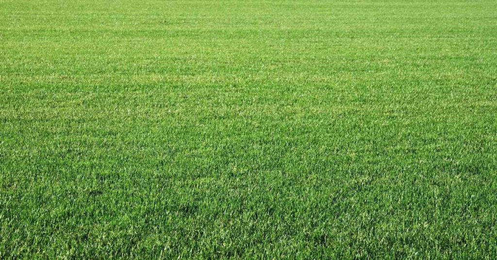 Optimal Grass Germination Temperature Guide - craftingwithconcrete.com