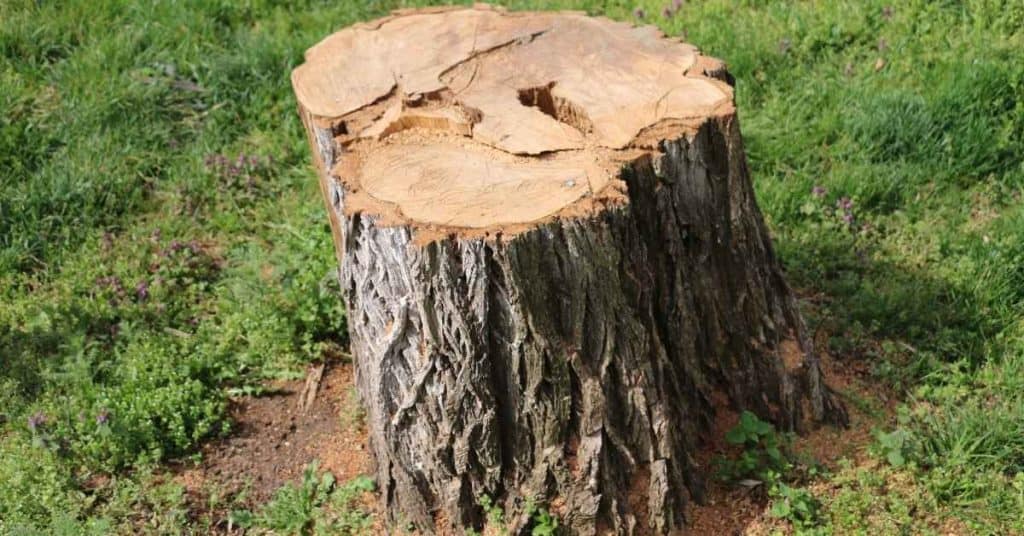 Creative & Easy Tree Stump Carving Ideas - craftingwithconcrete.com