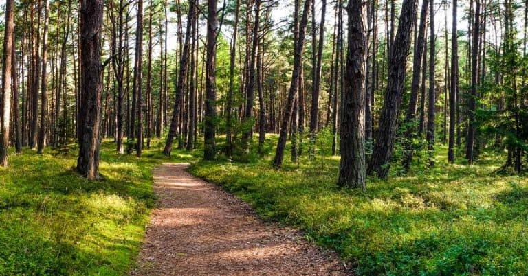 Build a Walkway on a Slope: Step-by-Step Guide - craftingwithconcrete.com