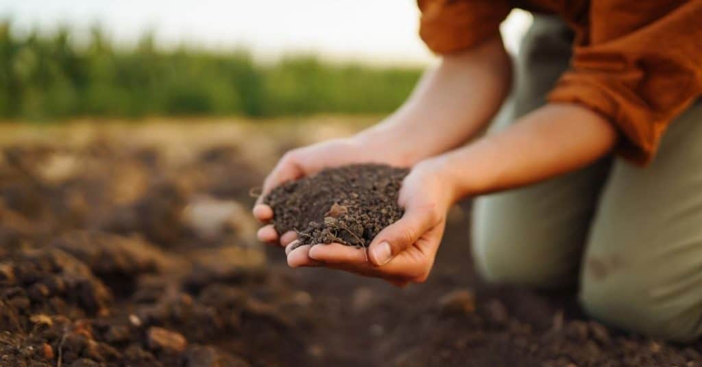 Spreading Compost on Lawn: A Quick Guide - craftingwithconcrete.com