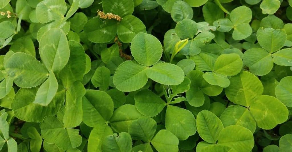 Remove Clover from Lawn Naturally - Easy Tips - craftingwithconcrete.com