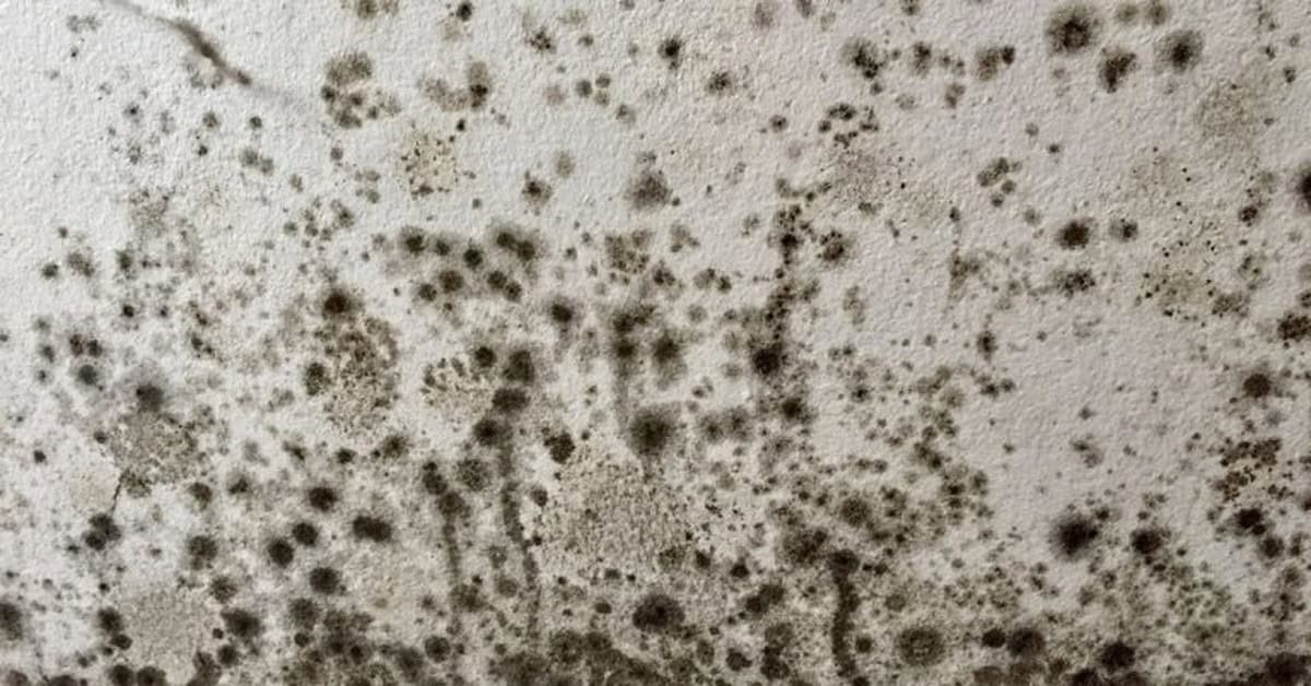Mildew vs Mold: Key Differences + Which One to Choose ...