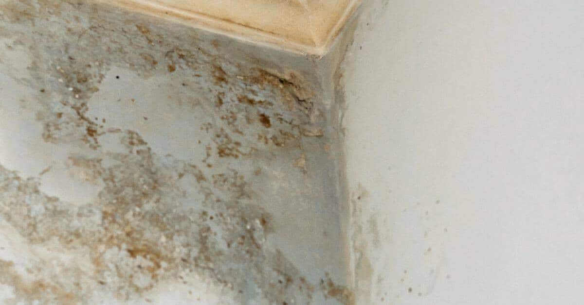 Preventing Moisture Problems: Simple Fixes That Stop Mold and Rot ...
