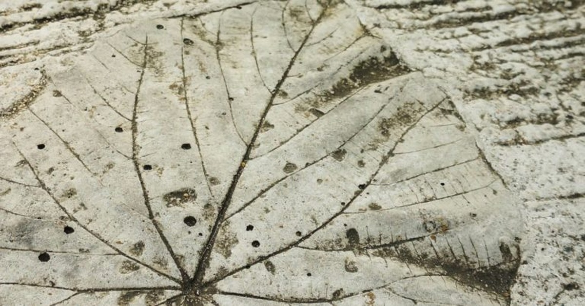 Leaf Stains on Concrete: Why They Happen and How to Remove Them ...